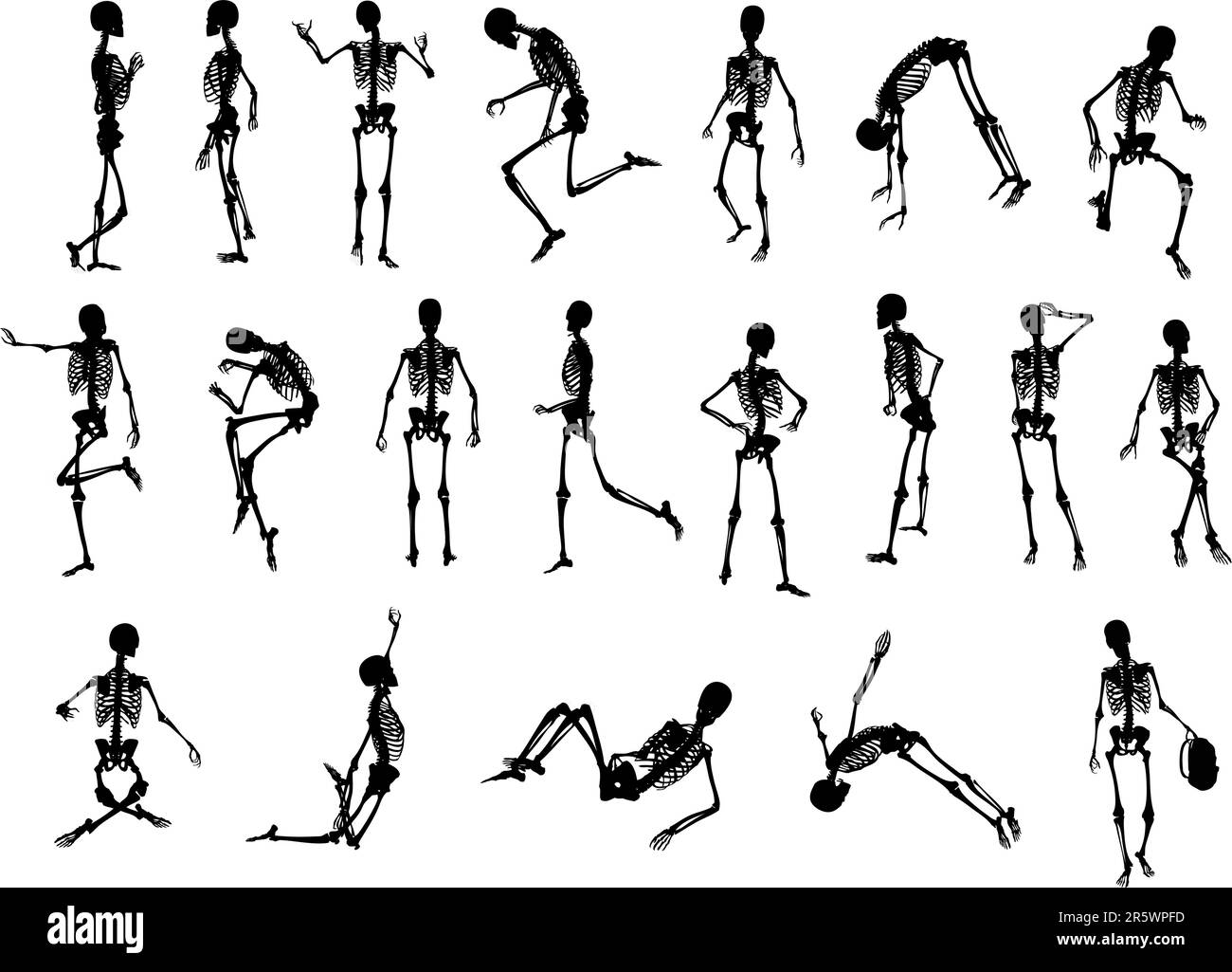 Illustration of X-ray Skeleton Silhouettes (Vector Stock Vector Image ...