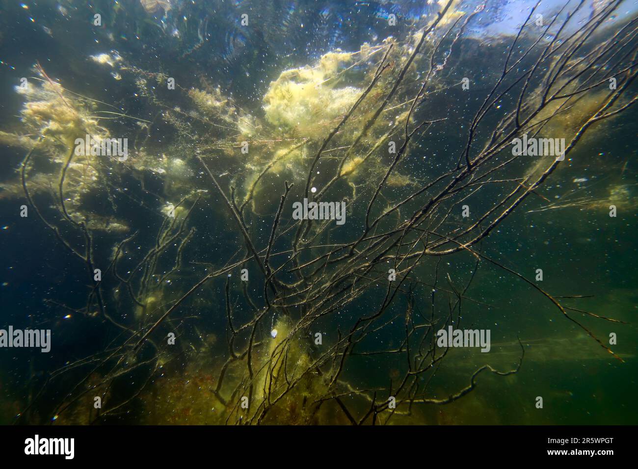 Underwater Freshwater Flora, Underwater Landscape, Underwater Flora ...