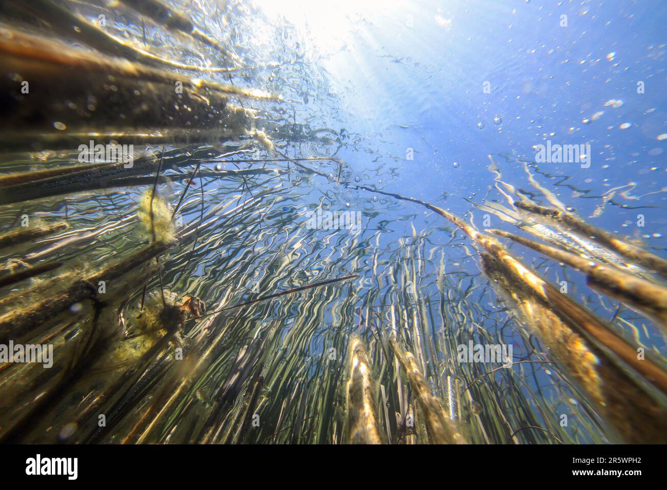 Underwater Freshwater Flora, Underwater Landscape, Underwater Flora ...