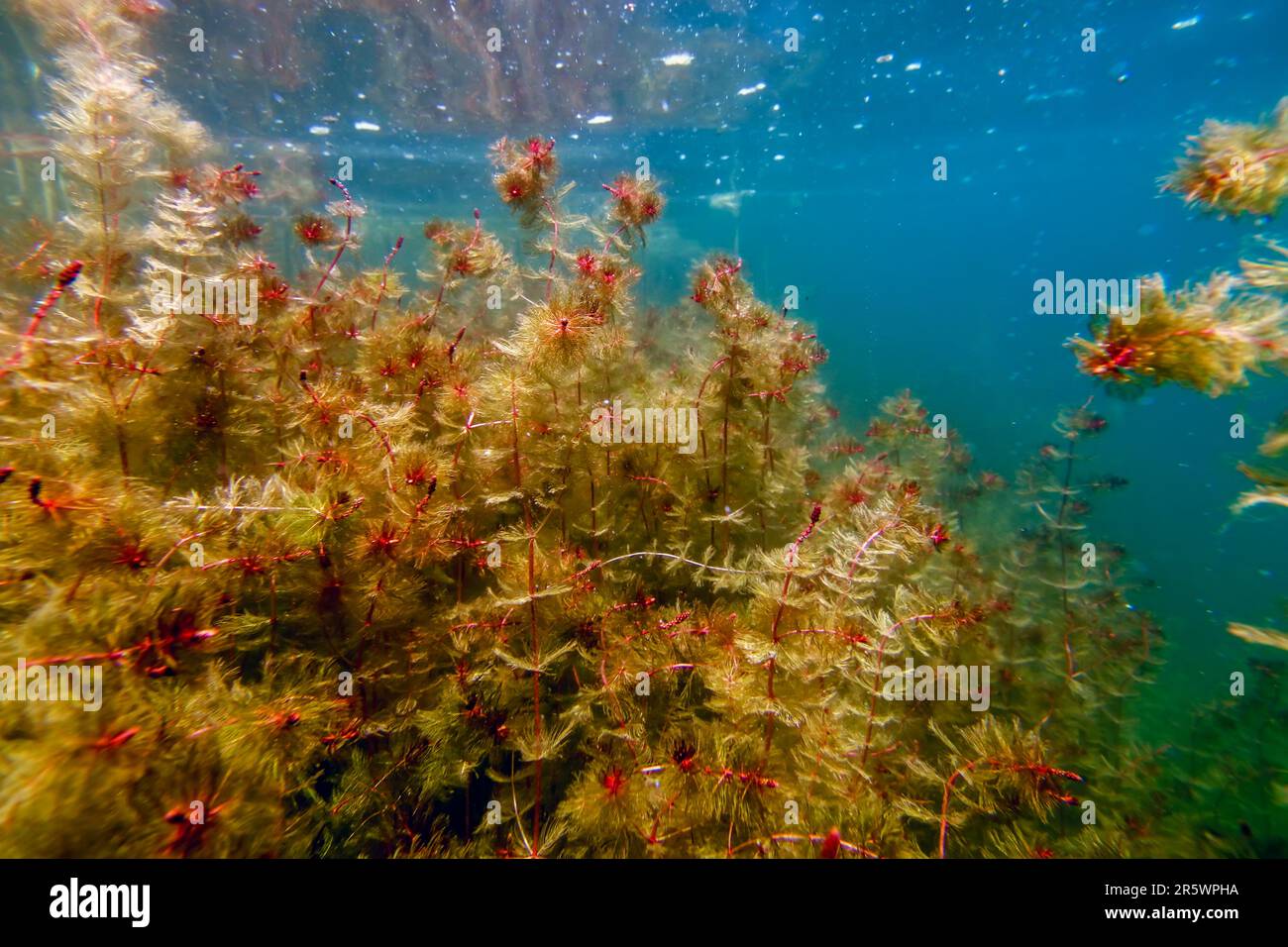 Underwater Freshwater Flora, Underwater Landscape, Underwater Flora ...