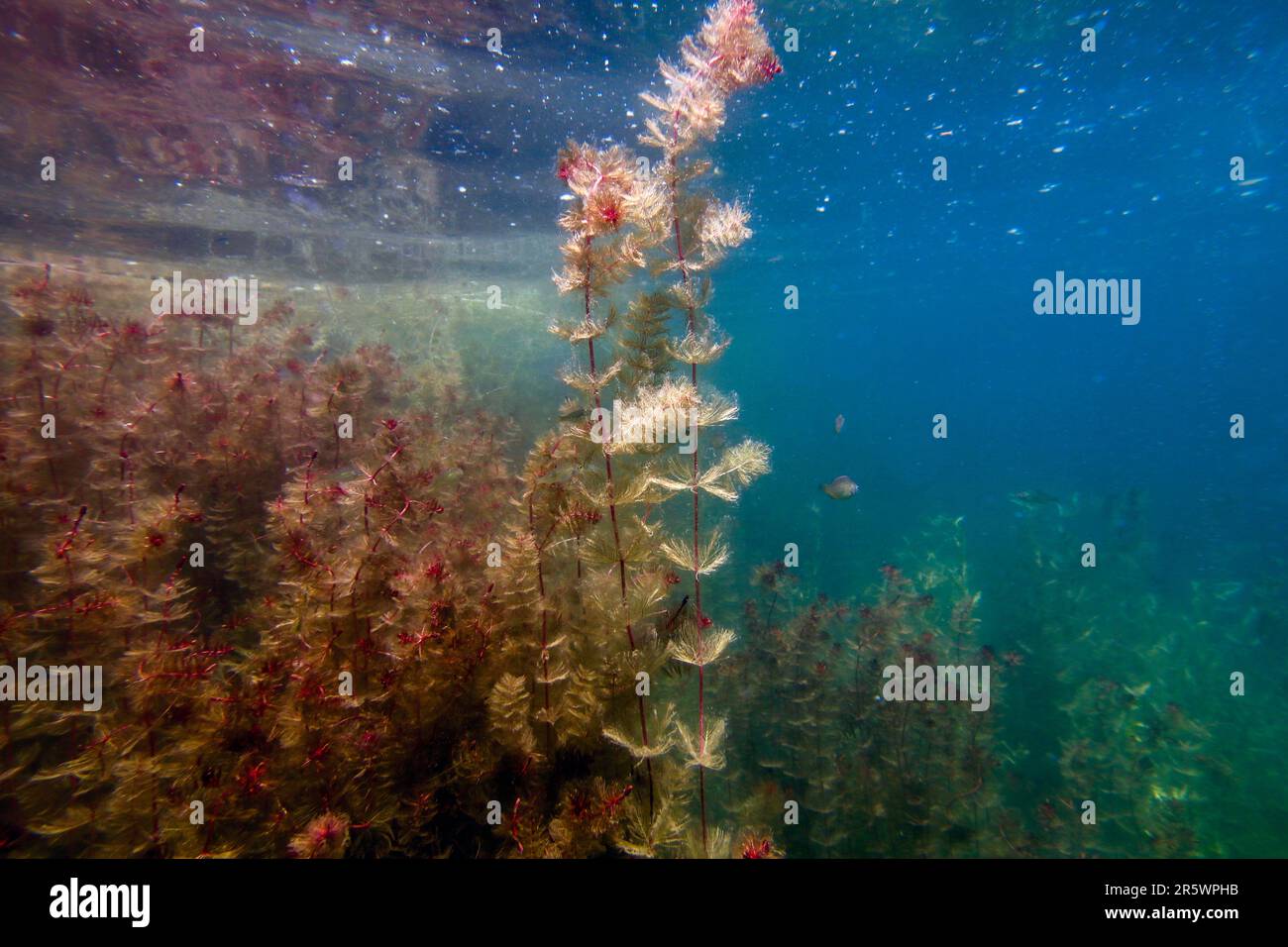 Underwater Freshwater Flora, Underwater Landscape, Underwater Flora ...