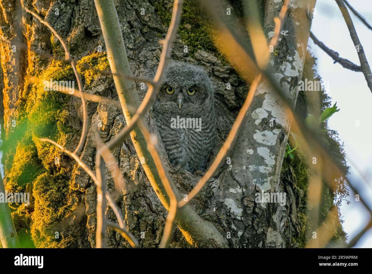 A Western Screech-Owl (Megascops kennicottii) owlet is peeking out of ...