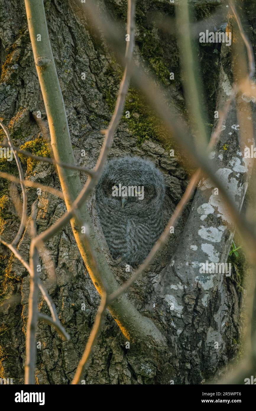 A Western Screech-Owl (Megascops kennicottii) owlet is peeking out of ...