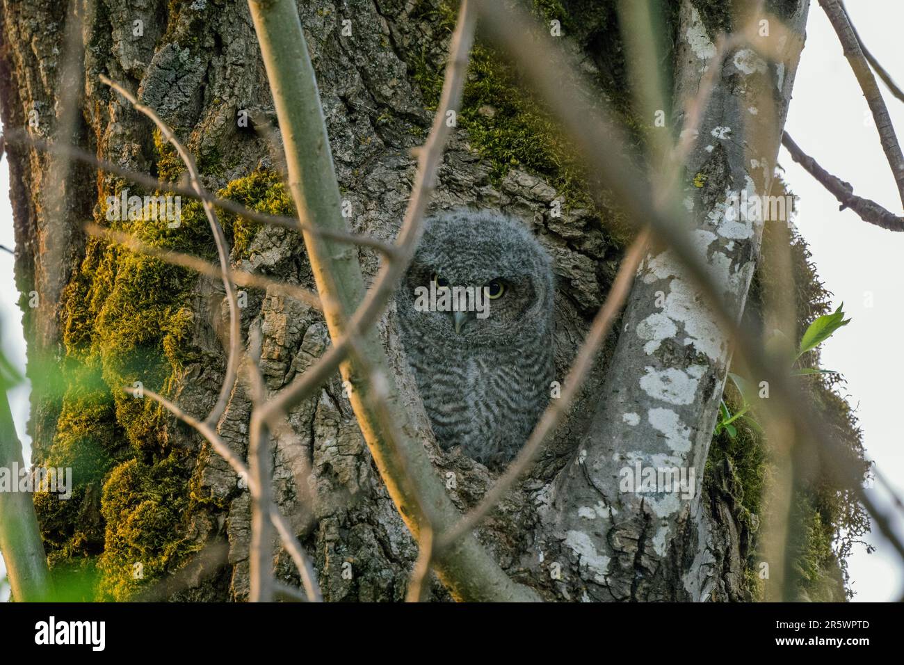 A Western Screech-Owl (Megascops kennicottii) owlet is peeking out of ...