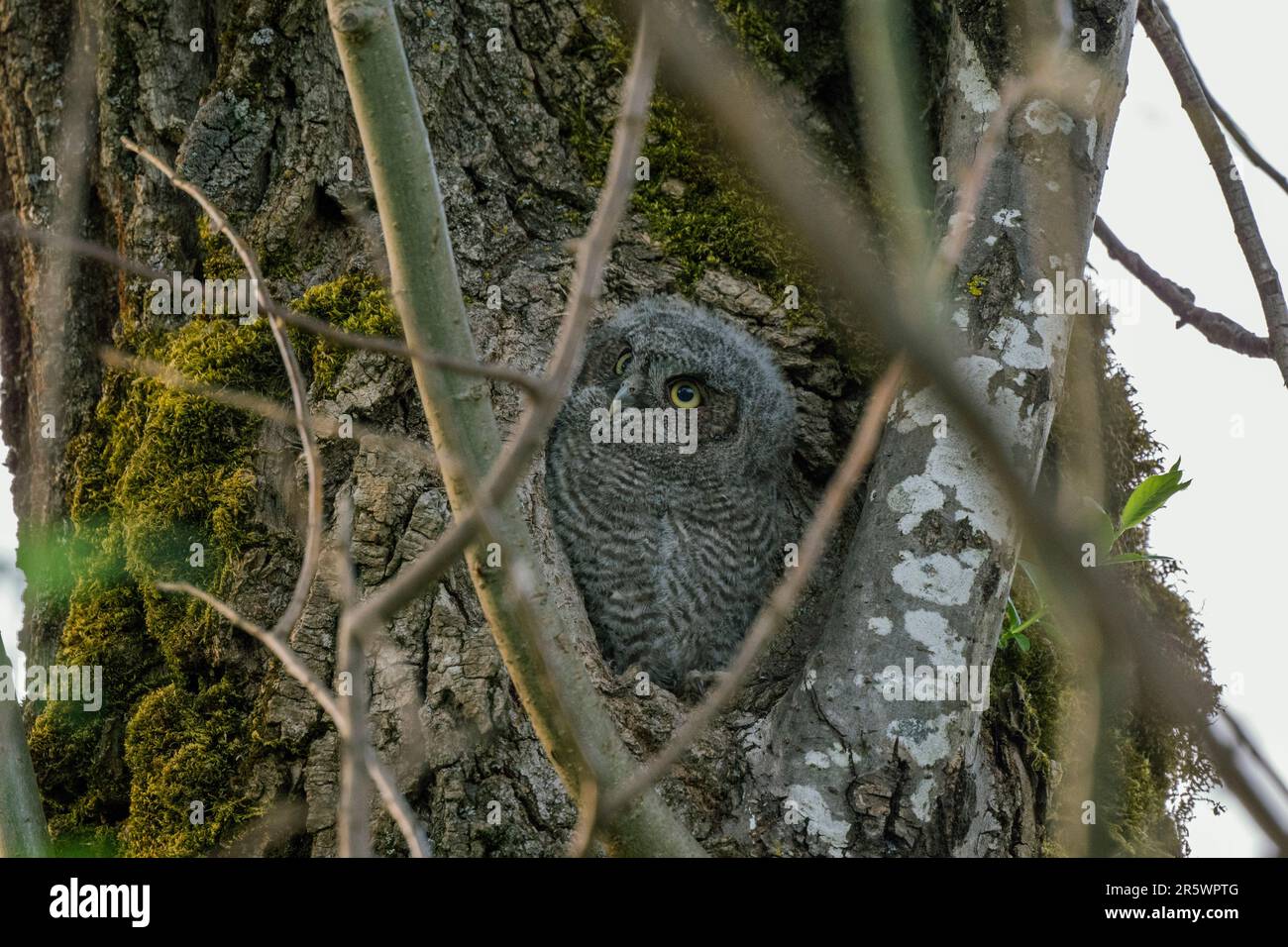 A Western Screech-Owl (Megascops kennicottii) owlet is peeking out of ...