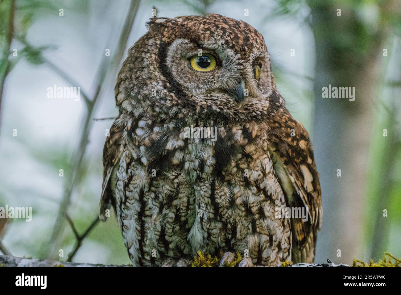 Megascops hi-res stock photography and images - Alamy