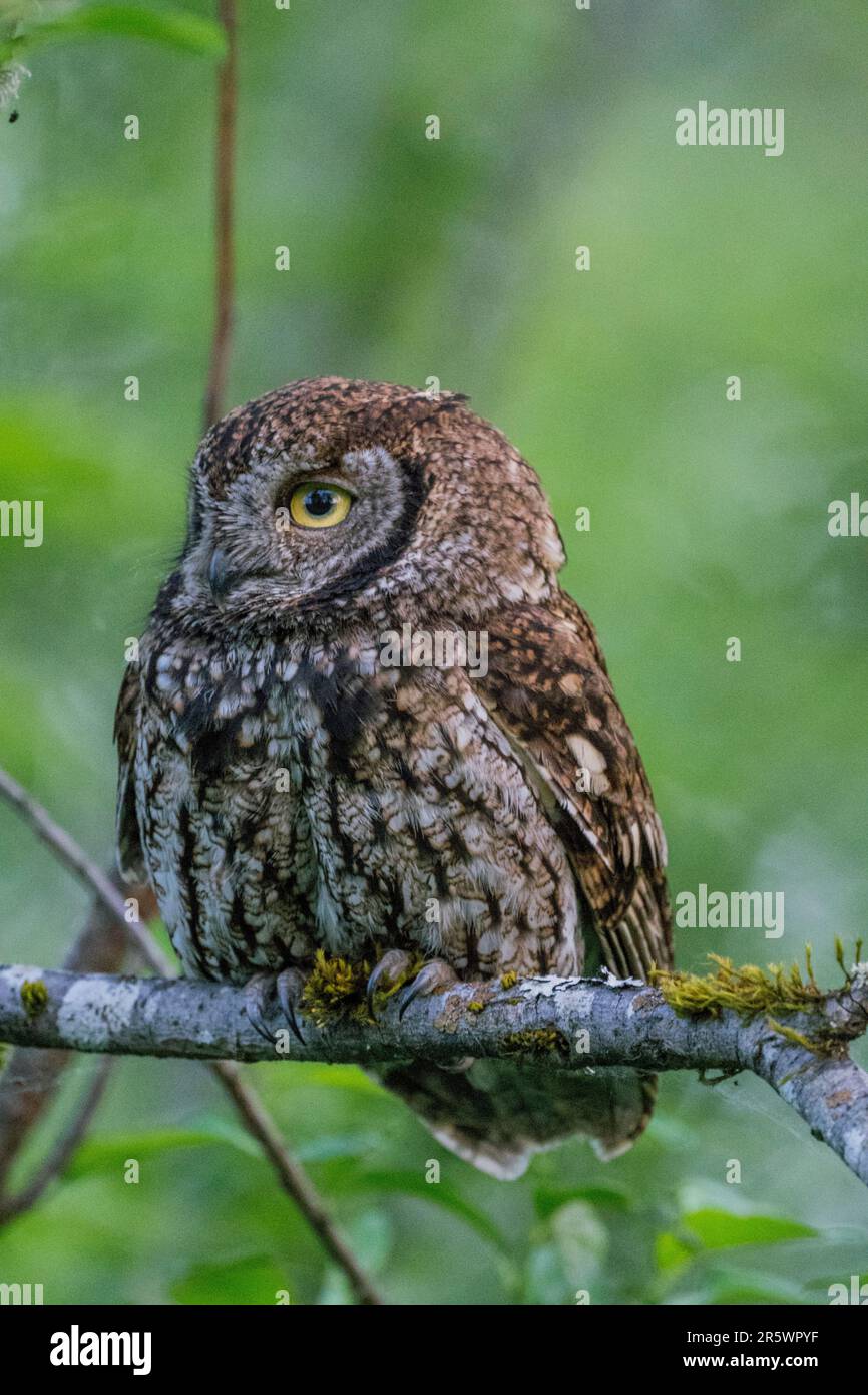 Megascops hi-res stock photography and images - Alamy