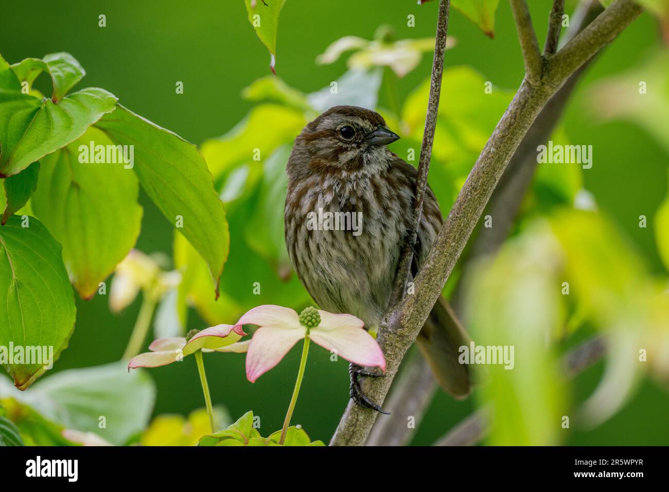 Sparrow in flowers hi-res stock photography and images - Alamy