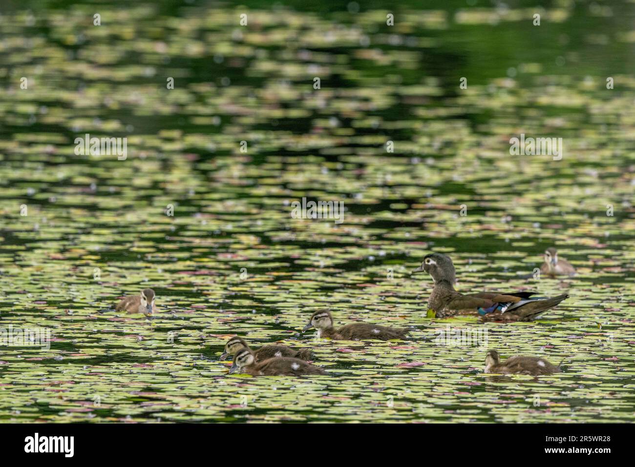 A Wood duck (Aix sponsa) also called Carolina duck hen with ducklings ...