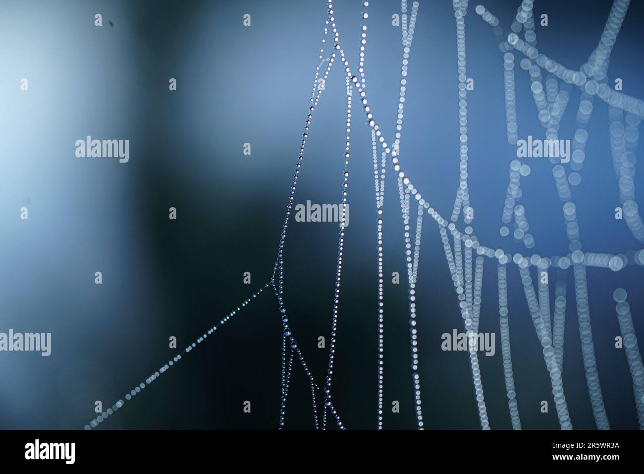 A black and white image of a spider web illuminated in the night ...