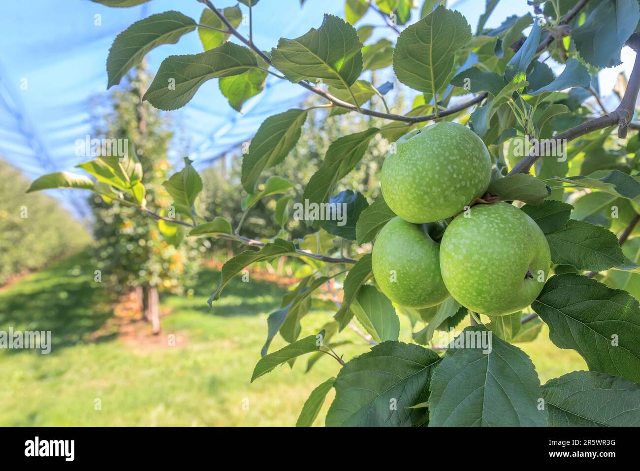Apples in Orchard, Apple Trees, Ripe Apples Stock Photo - Alamy