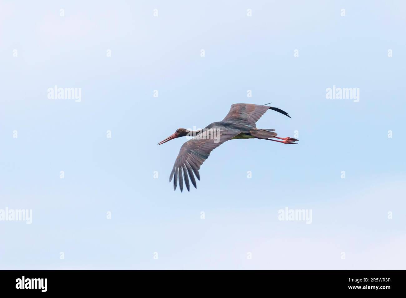 Black Stork in Flight (Ciconia nigra Stock Photo - Alamy