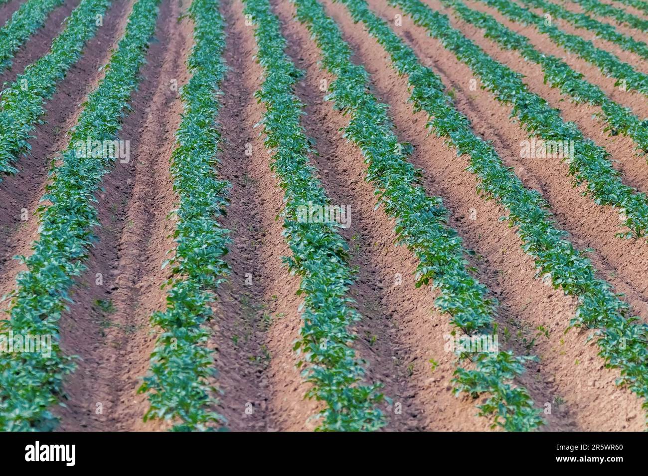 Potato Crops In a Row, Green Field, Potato Field Stock Photo - Alamy