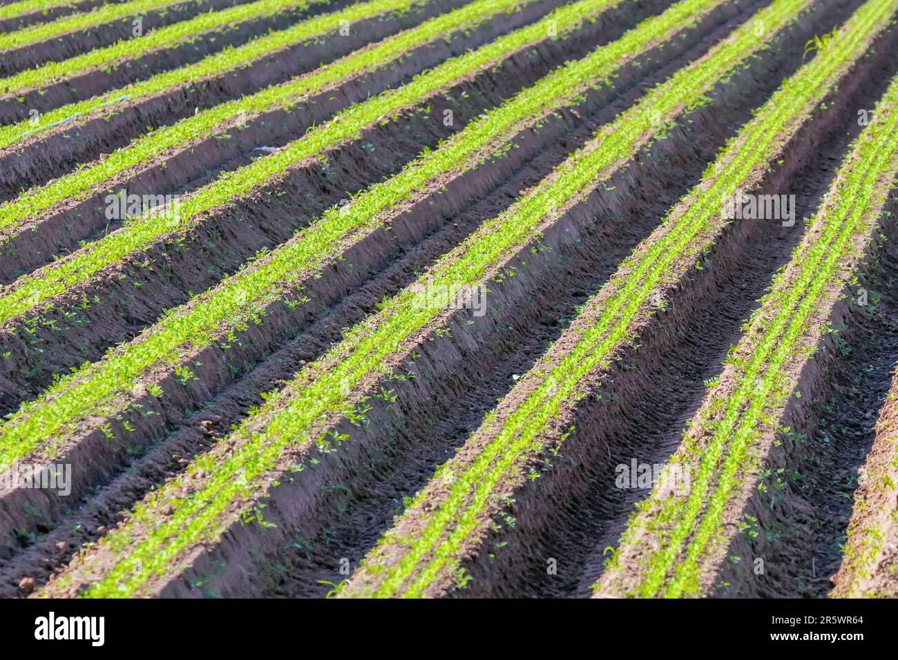 Carrot Field Green Rows, Carrots Growing on Field Stock Photo - Alamy