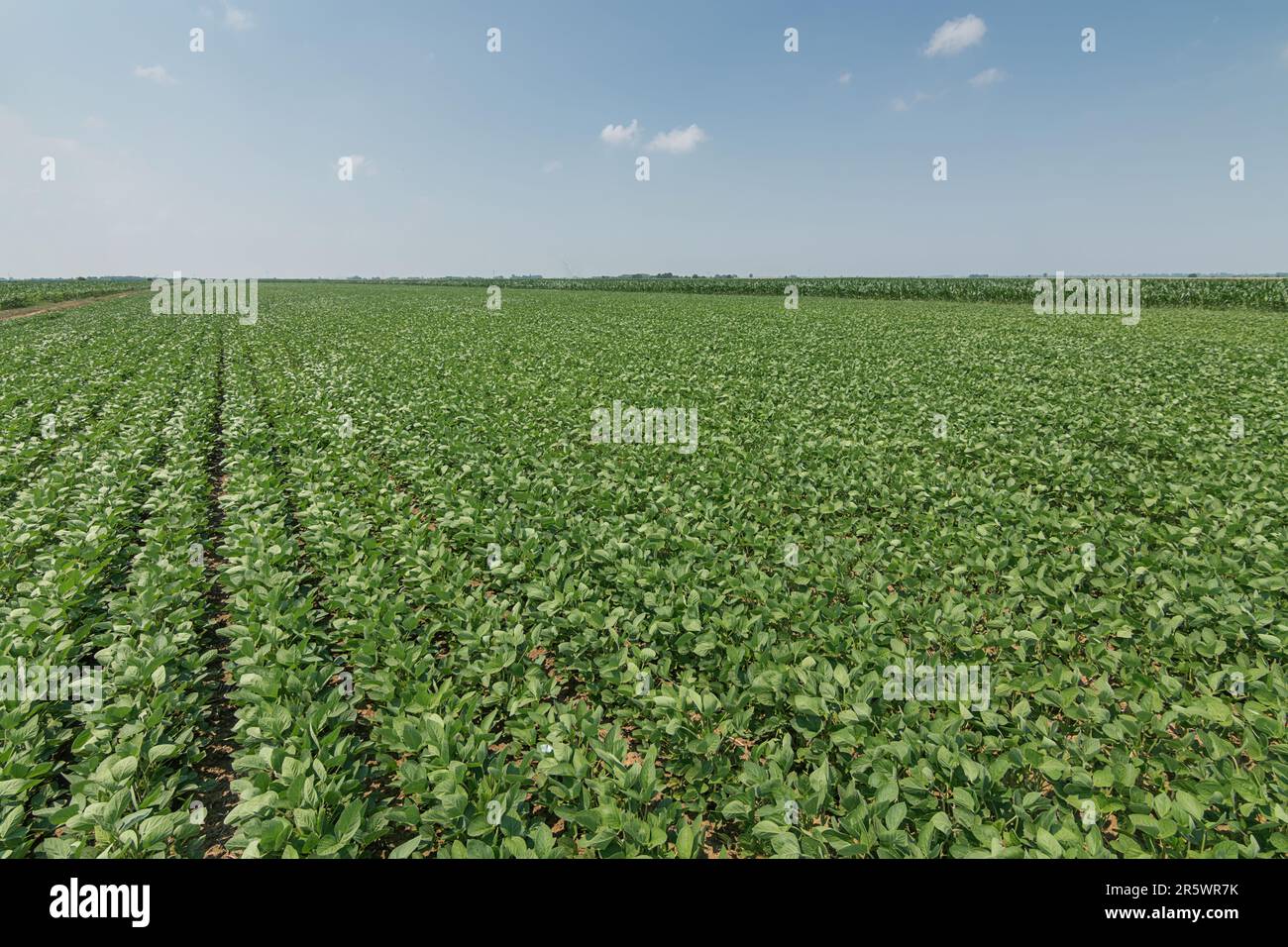 Green ripening soybean field. Rows of green soybeans. Soy plantation ...