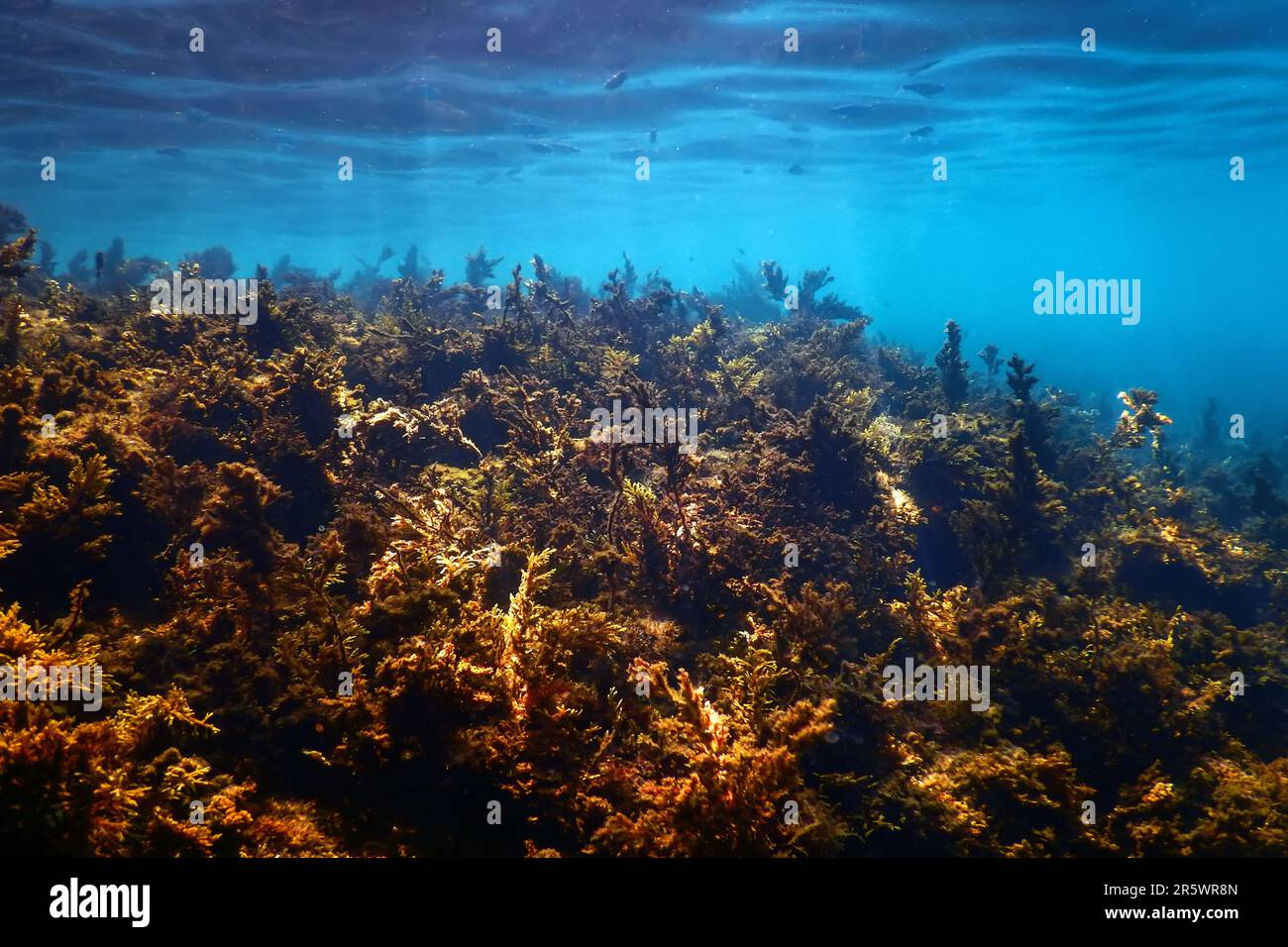 Seaweed Underwater, Seaweed Shallow Water near surface Stock Photo - Alamy