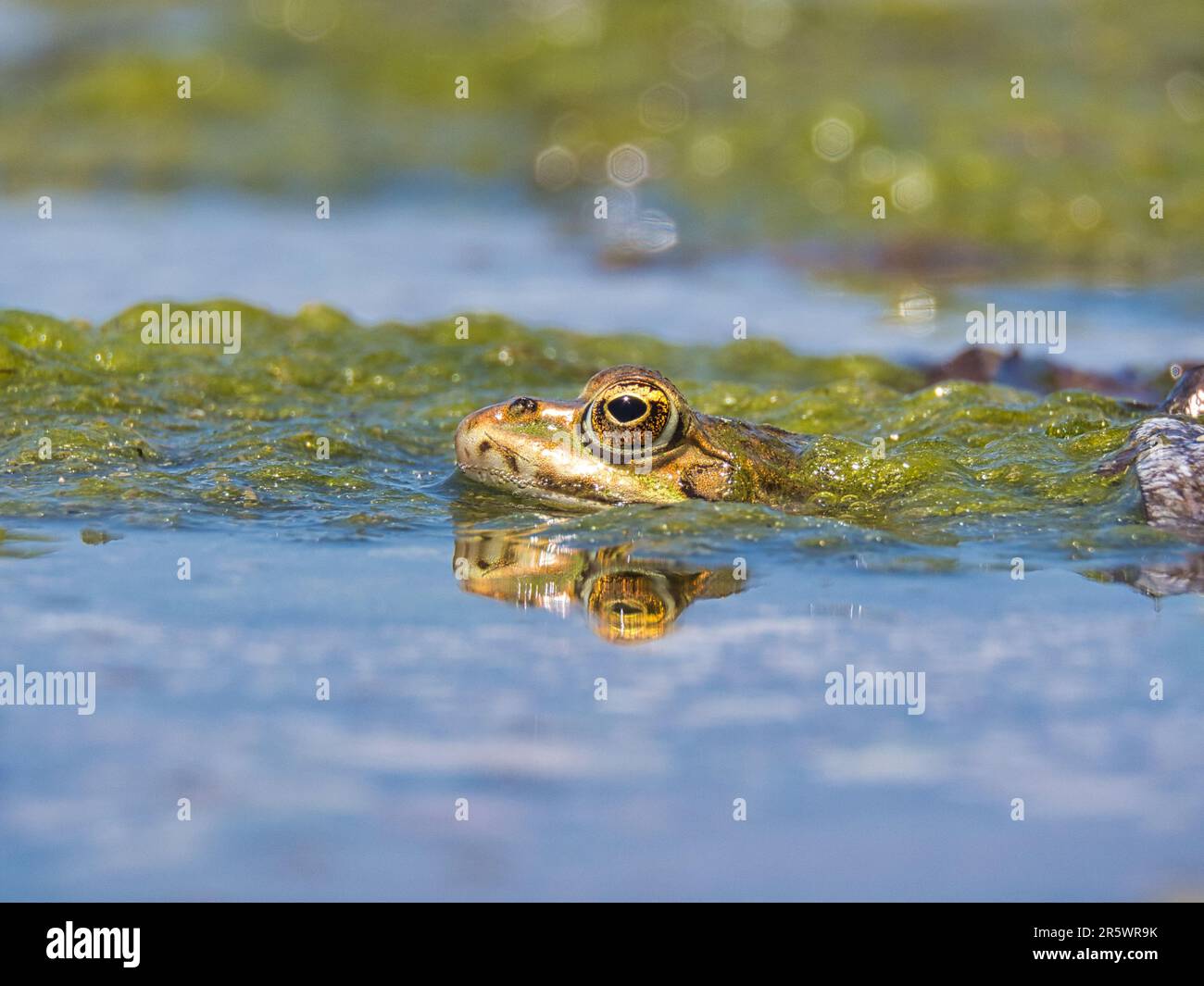 A small green frog reclining in a body of water, looking directly at ...