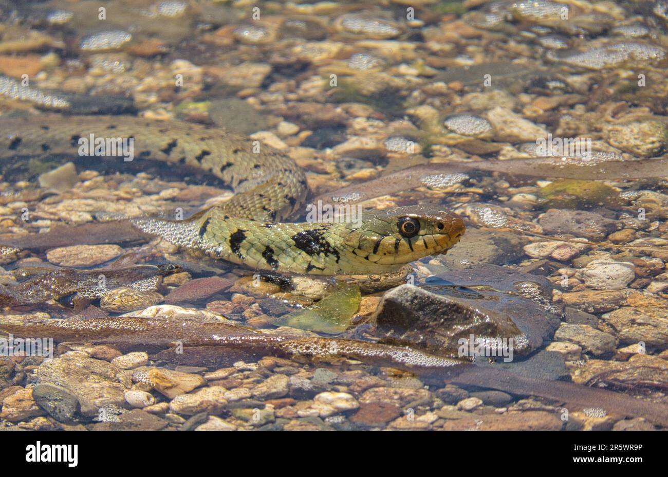 A lifeless fish is pictured floating in a shallow body of water amongst ...