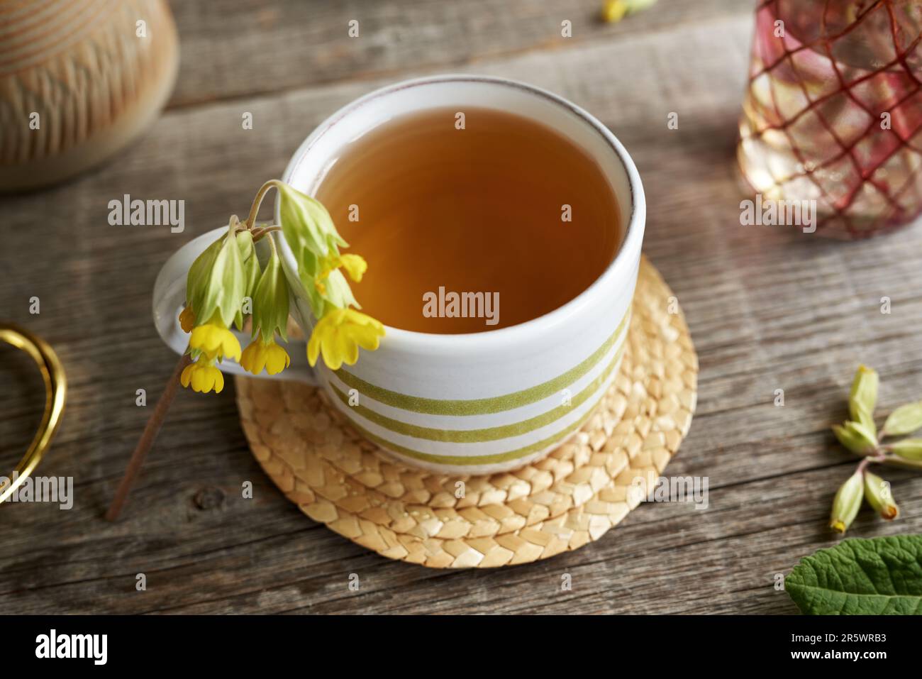 White cup of herbal tea with fresh blooming cowslip or primula plant ...