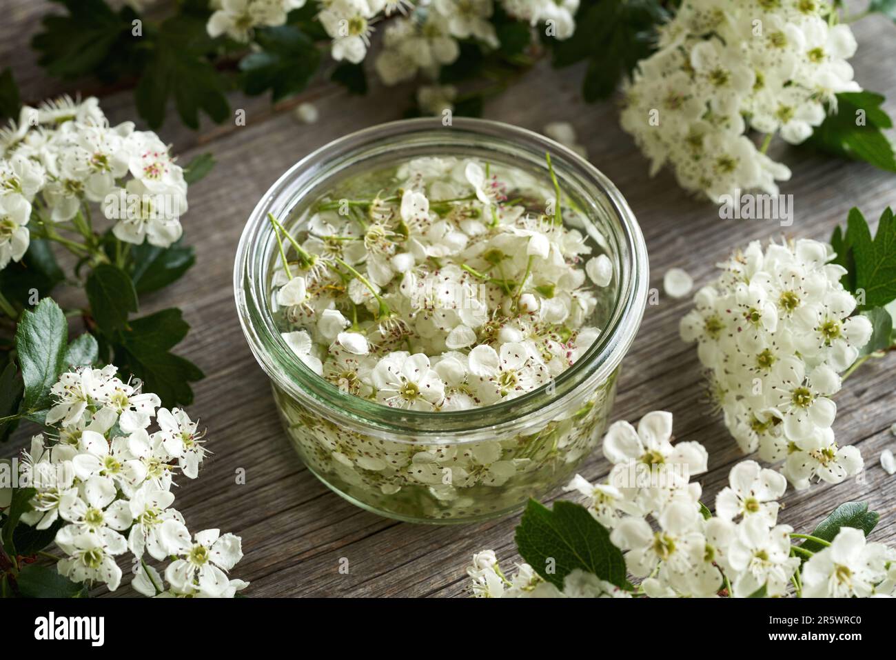 A jar filled with fresh hawthorn flowers and alcohol - preparation of ...