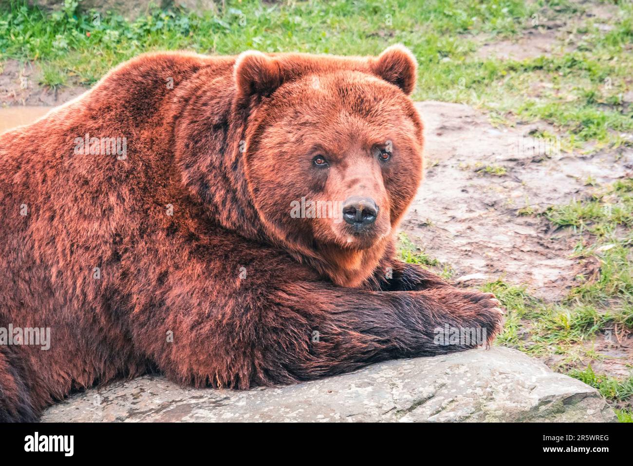 A beautiful brown bear lounging atop a large rock in a lush grassy ...