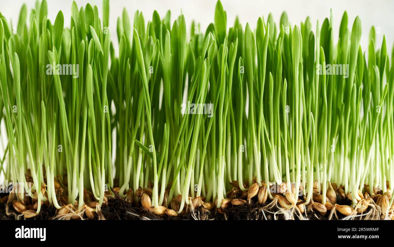 Fresh young green barley grass blades growing in soil Stock Photo - Alamy