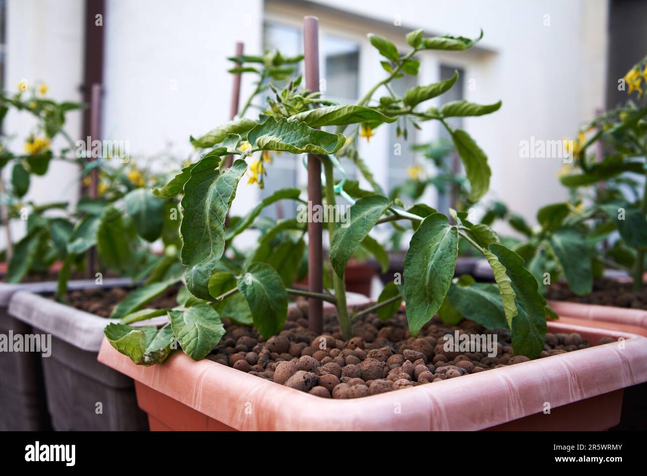 Young blooming tomato seedling growing outdoors in the backyard Stock ...