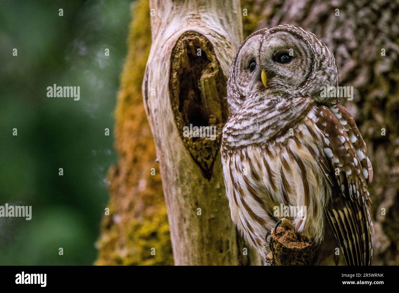 Barred owl in state park hi-res stock photography and images - Alamy