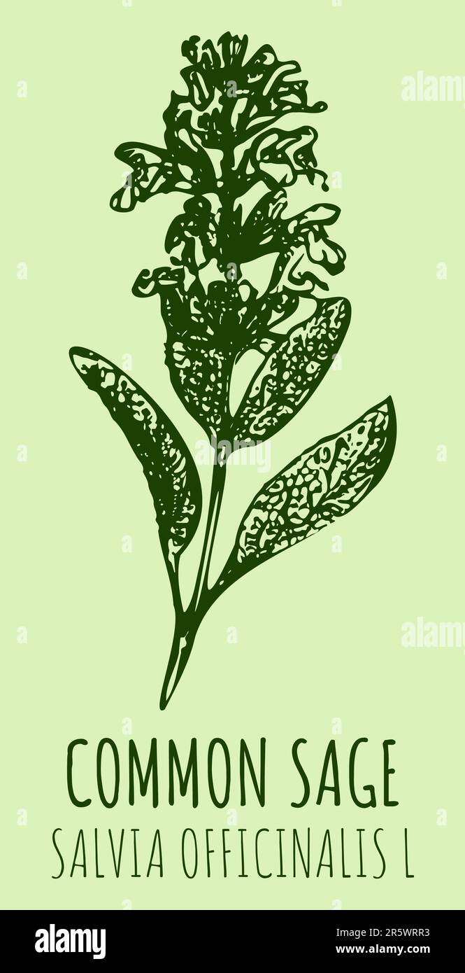 Drawings sage. Hand drawn illustration. Latin name Salvia officinalis L ...