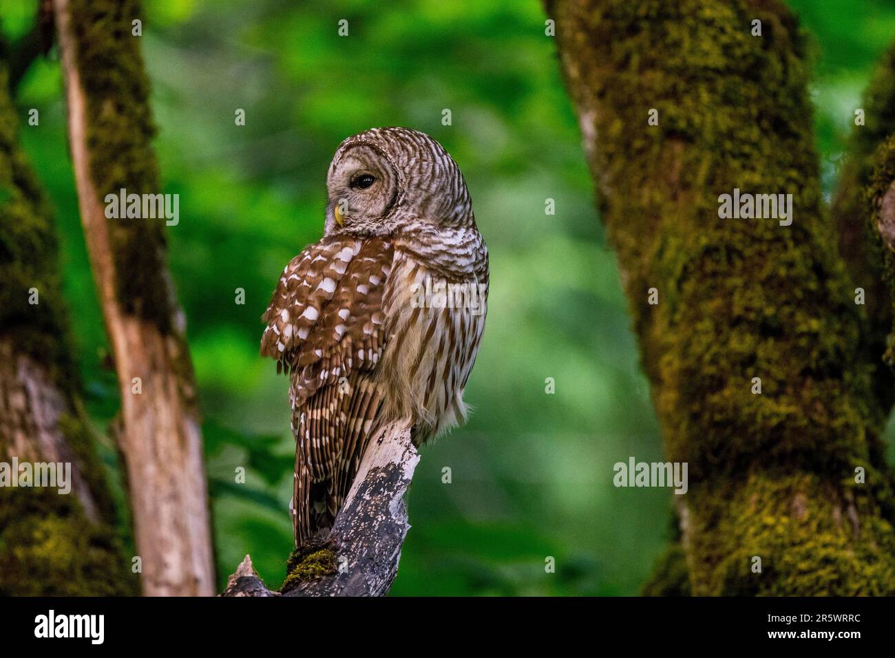 Barred owl in state park hi-res stock photography and images - Alamy