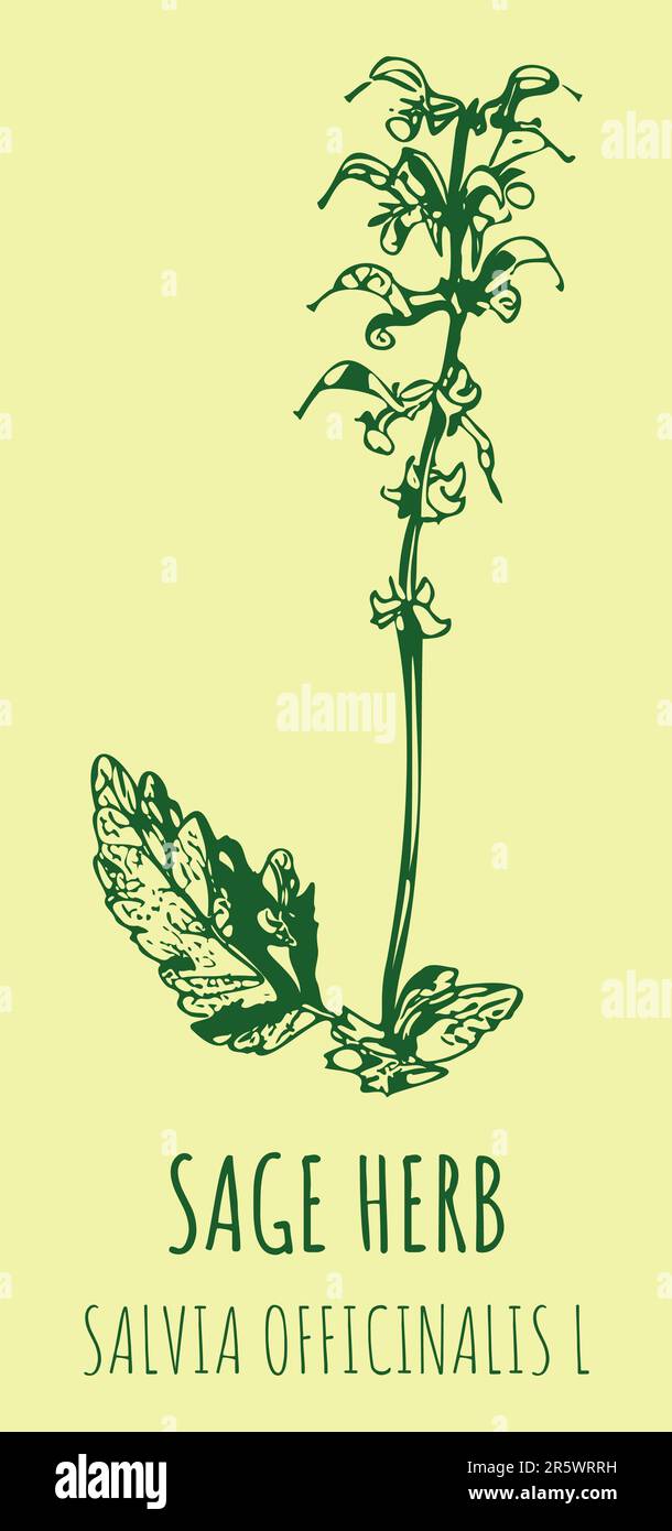 Drawings sage. Hand drawn illustration. Latin name Salvia officinalis L ...
