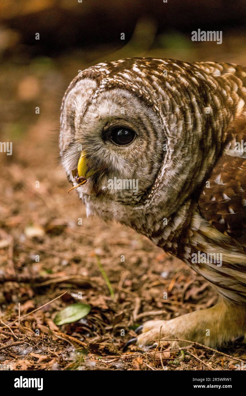 Close-up of a barred owl (Strix varia), also known as the northern ...
