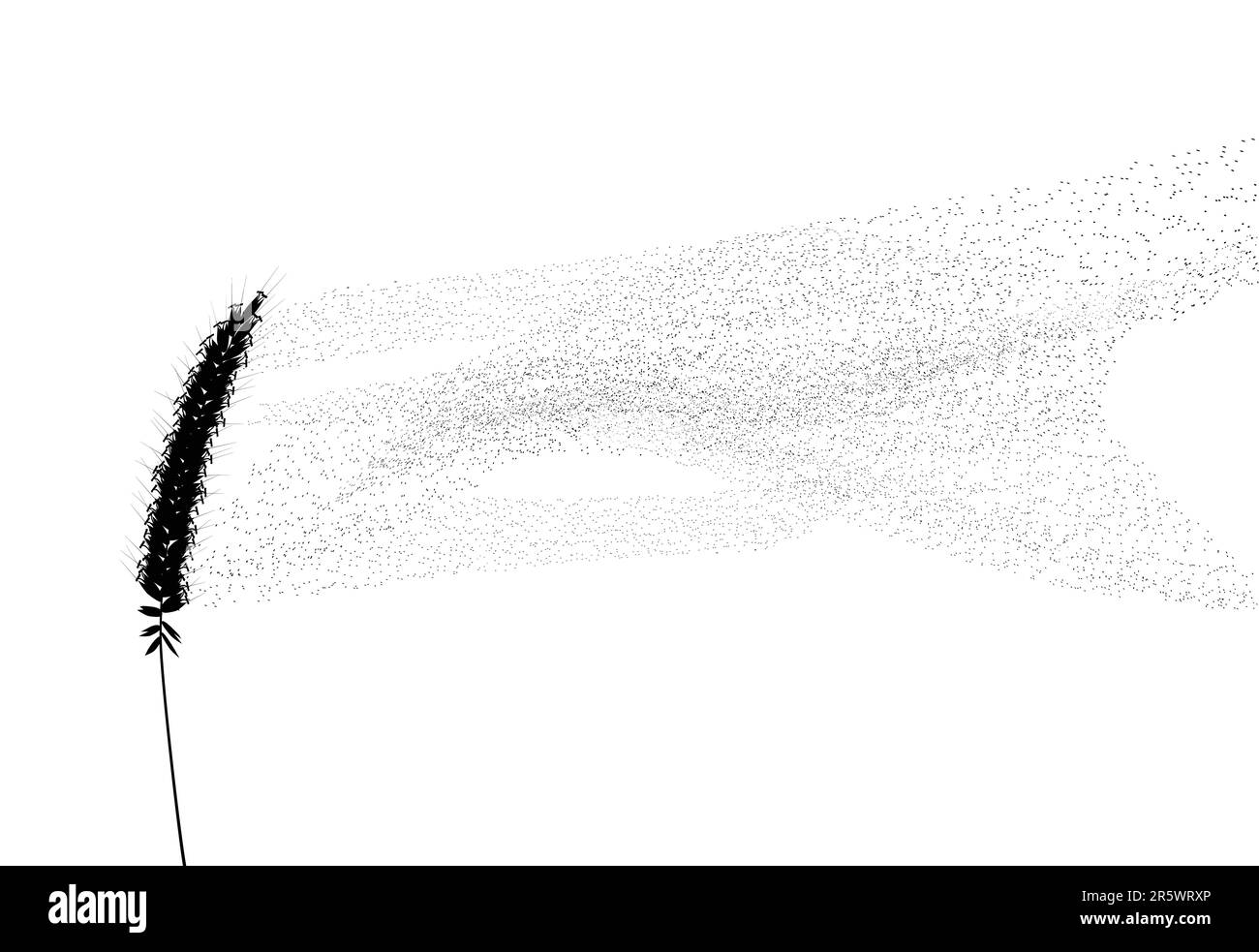Editable vector illustration of a grass flower and drifting pollen ...