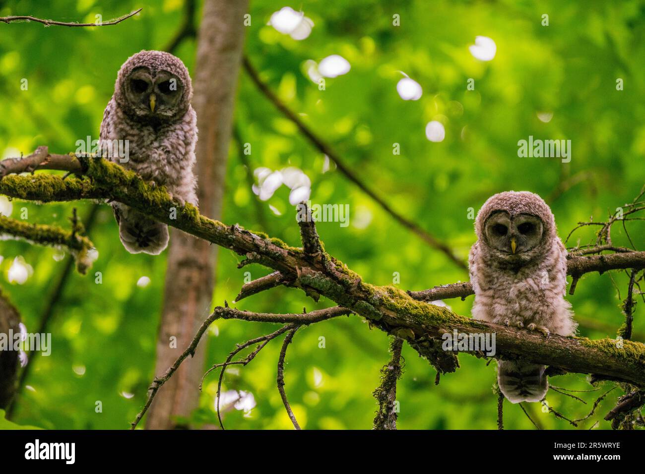 Juvenile Barred Owls Strix Varia Also Known As The Northern Barred