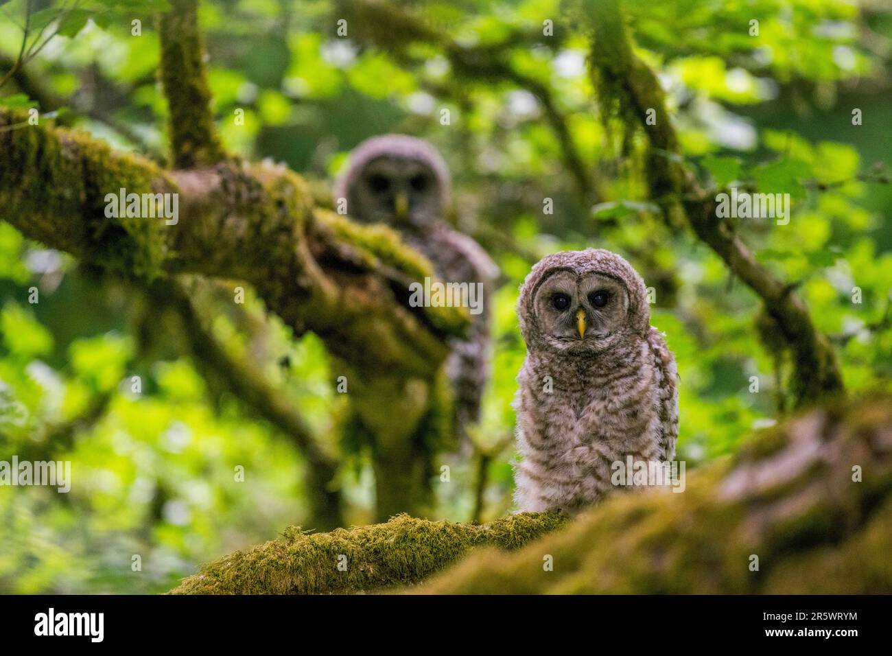 Juvenile barred owls (Strix varia), also known as the northern barred owl, or striped owl ...
