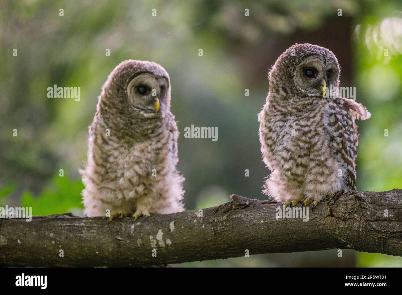 Juvenile Barred Owls Strix Varia Also Known As The Northern Barred