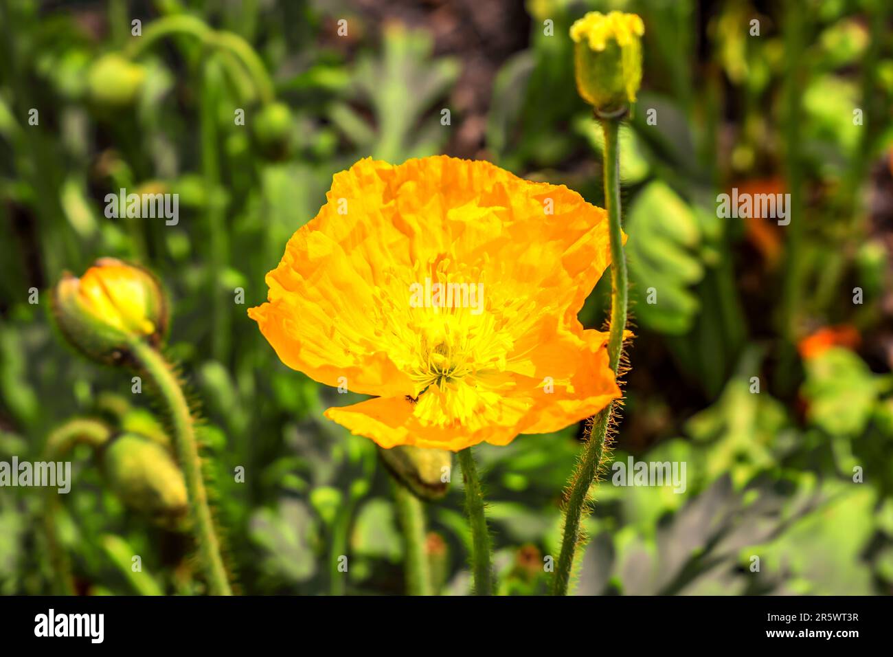 Dwarf isand poppy hi-res stock photography and images - Alamy