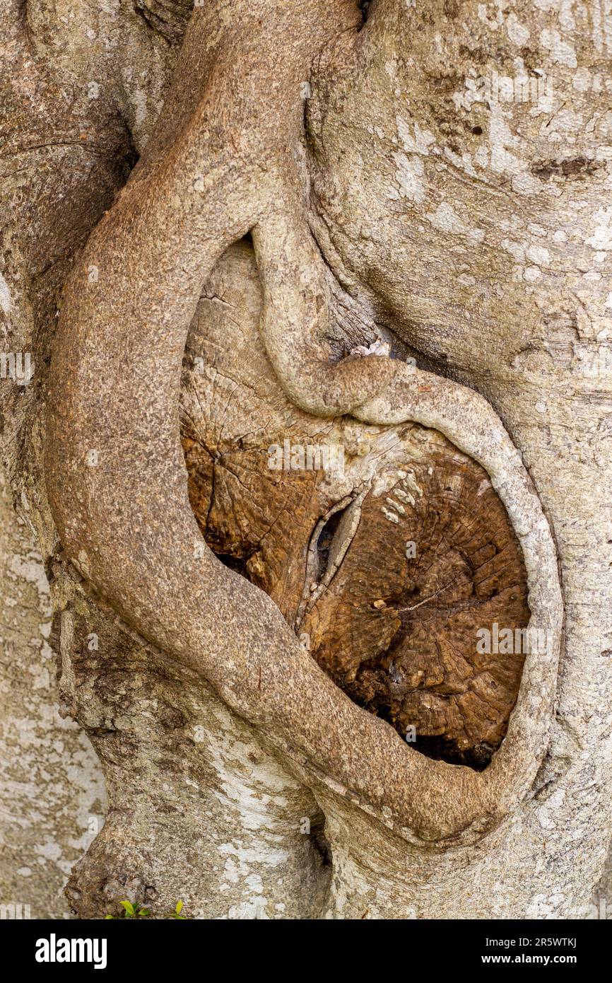 Bark separation hi-res stock photography and images - Alamy
