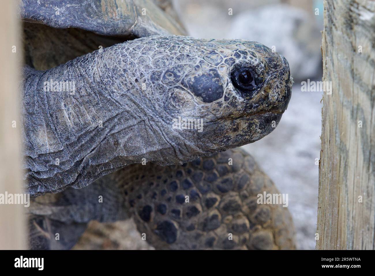 Wrinkled shell hi-res stock photography and images - Alamy