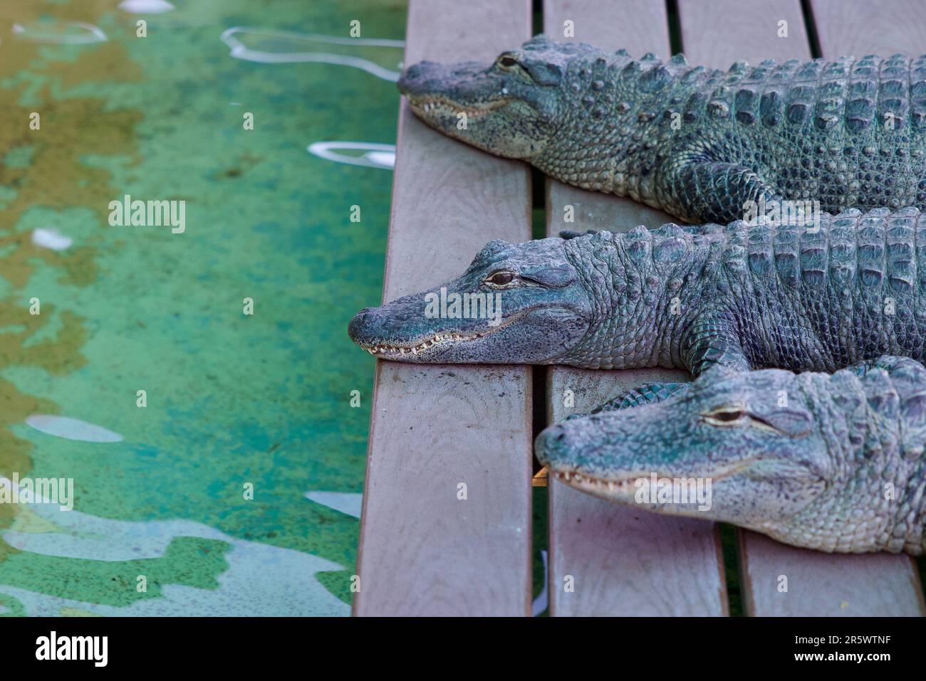 American alligators in sunlight hi-res stock photography and images - Alamy