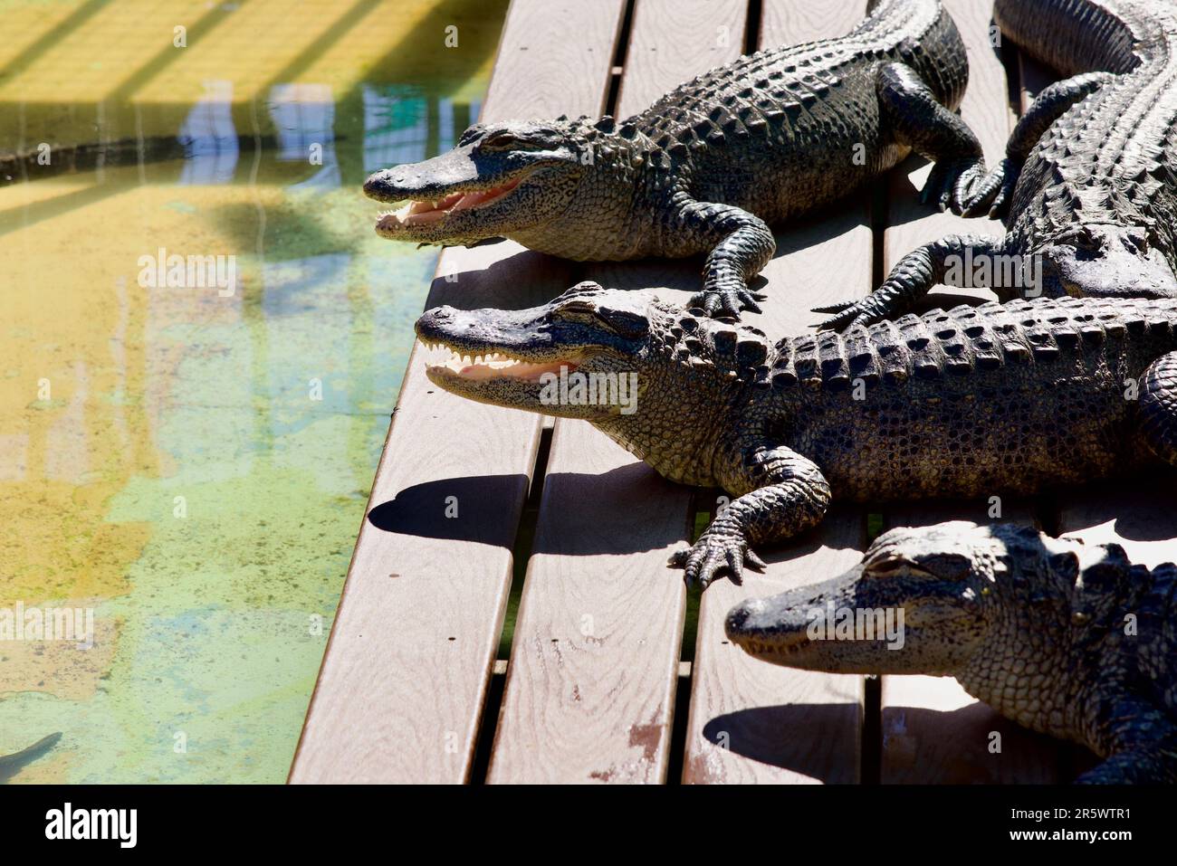 A group of four alligators gathered around a pool of water Stock Photo ...