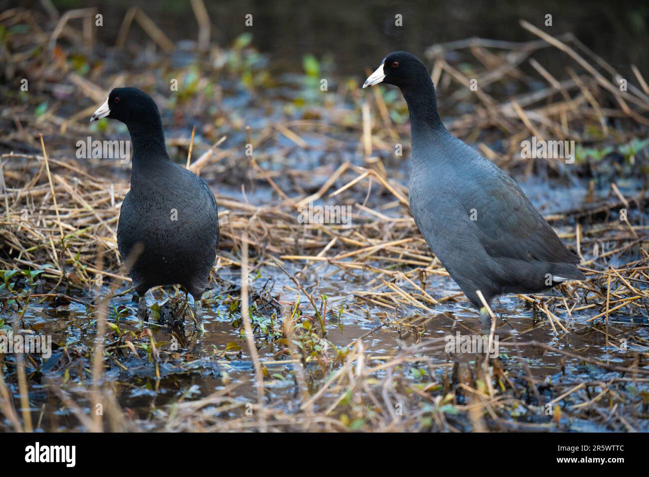 Two Eurasian coots standing in the shallow muddy water side by side ...