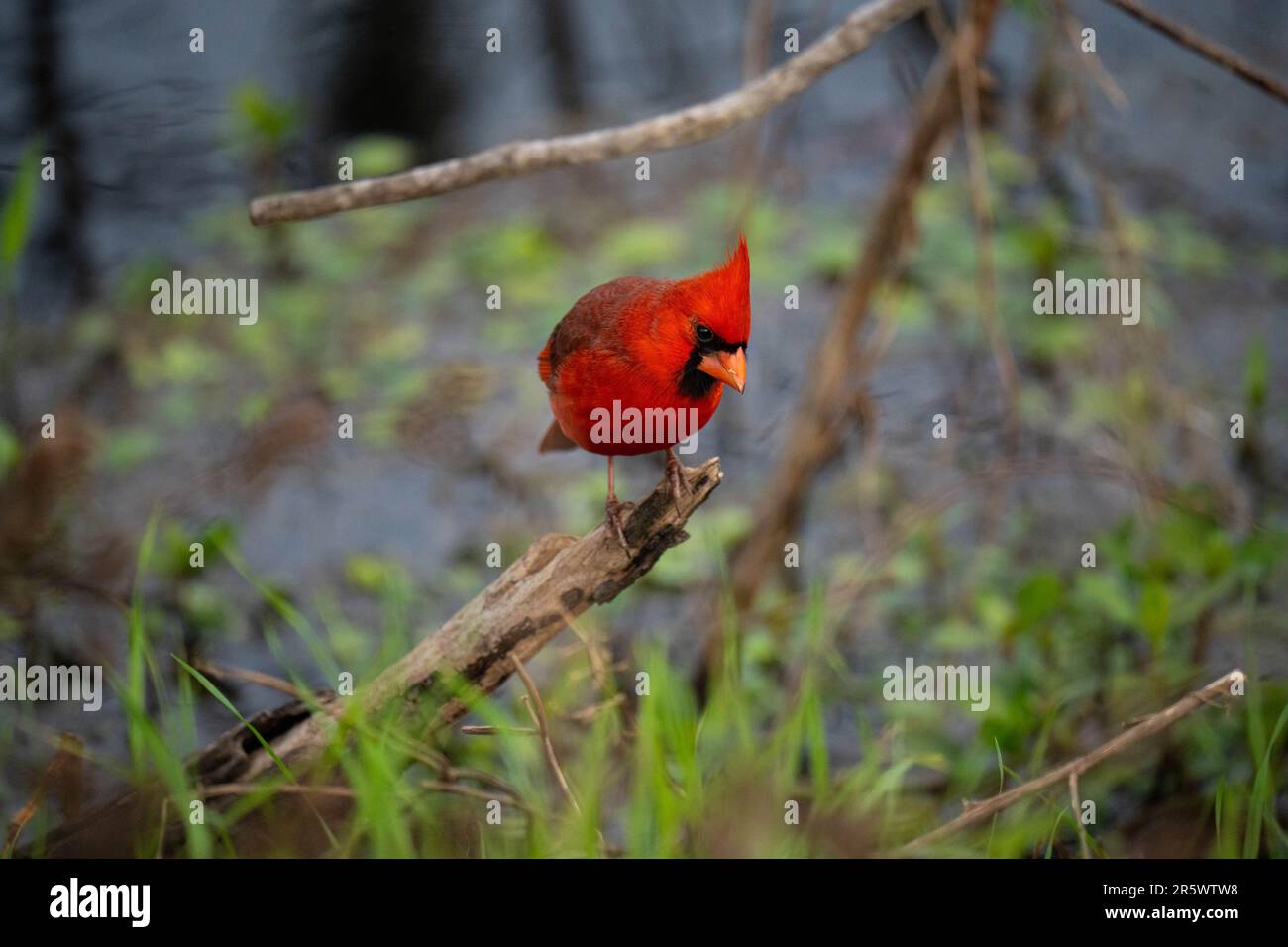 A vibrant Northern cardinal bird standing on a branch in a swamp Stock ...