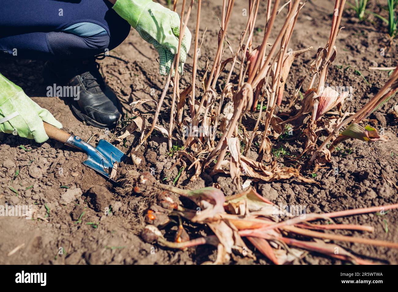 Gardener digging tulips bulbs out in summer garden using shovel. End of ...