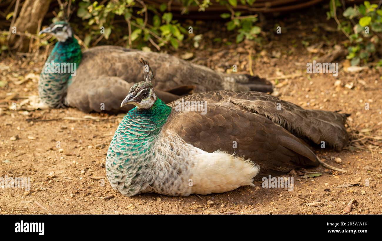 A pair of colorful peacocks sitting amidst lush foliage, perched side ...