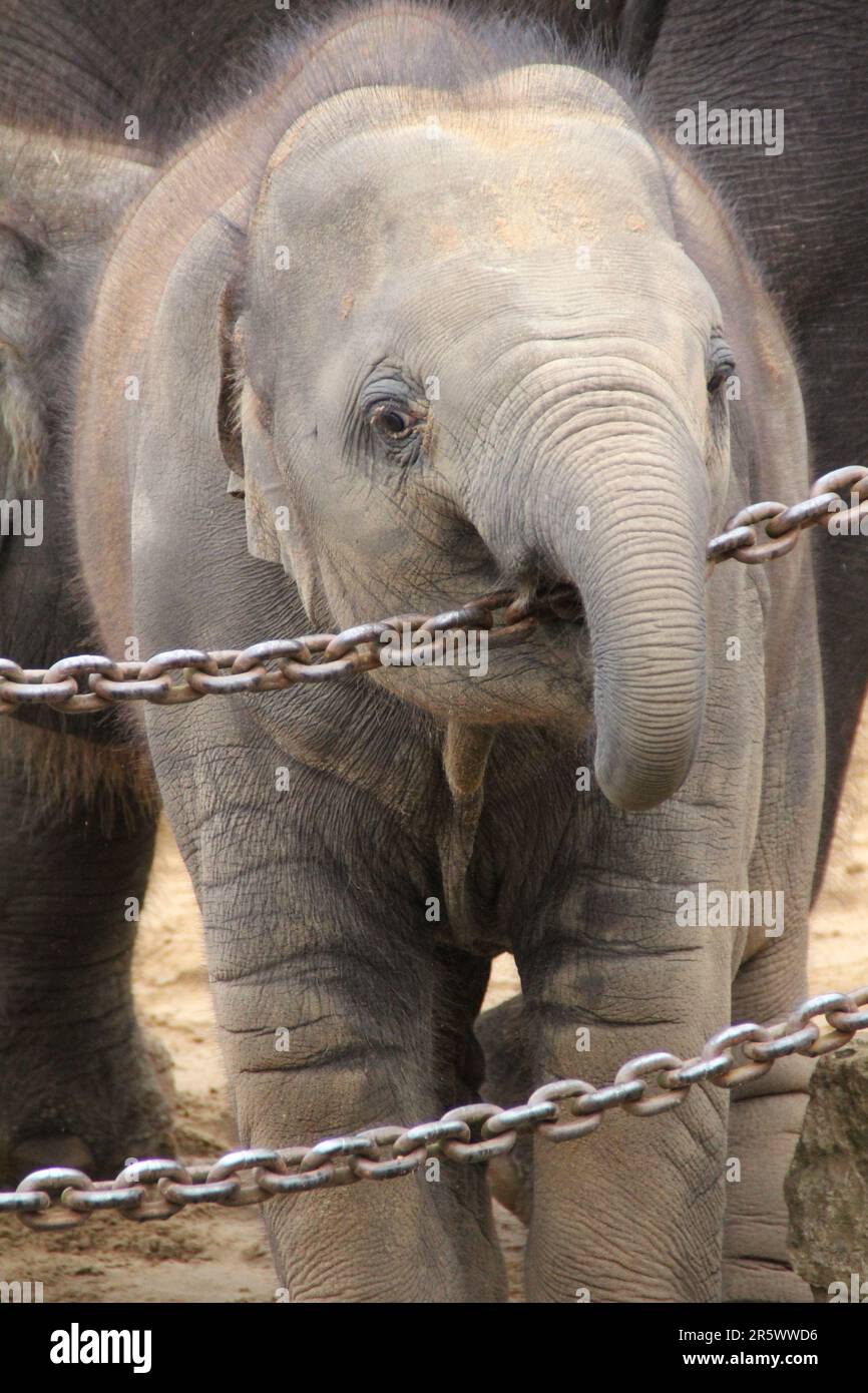 An African elephant standing near a set of metal fence posts Stock ...