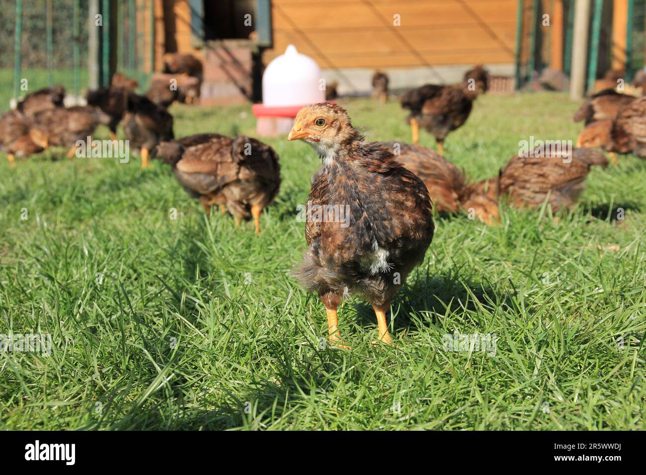 A flock of chickens gathered in a grassy area near a structure ...