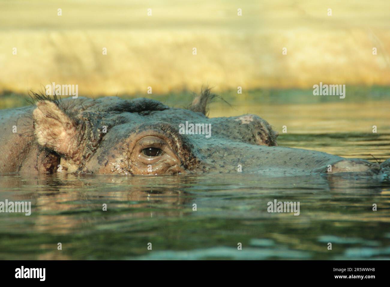 A close-up of a large hippopotamus swimming in the blue-green water of ...