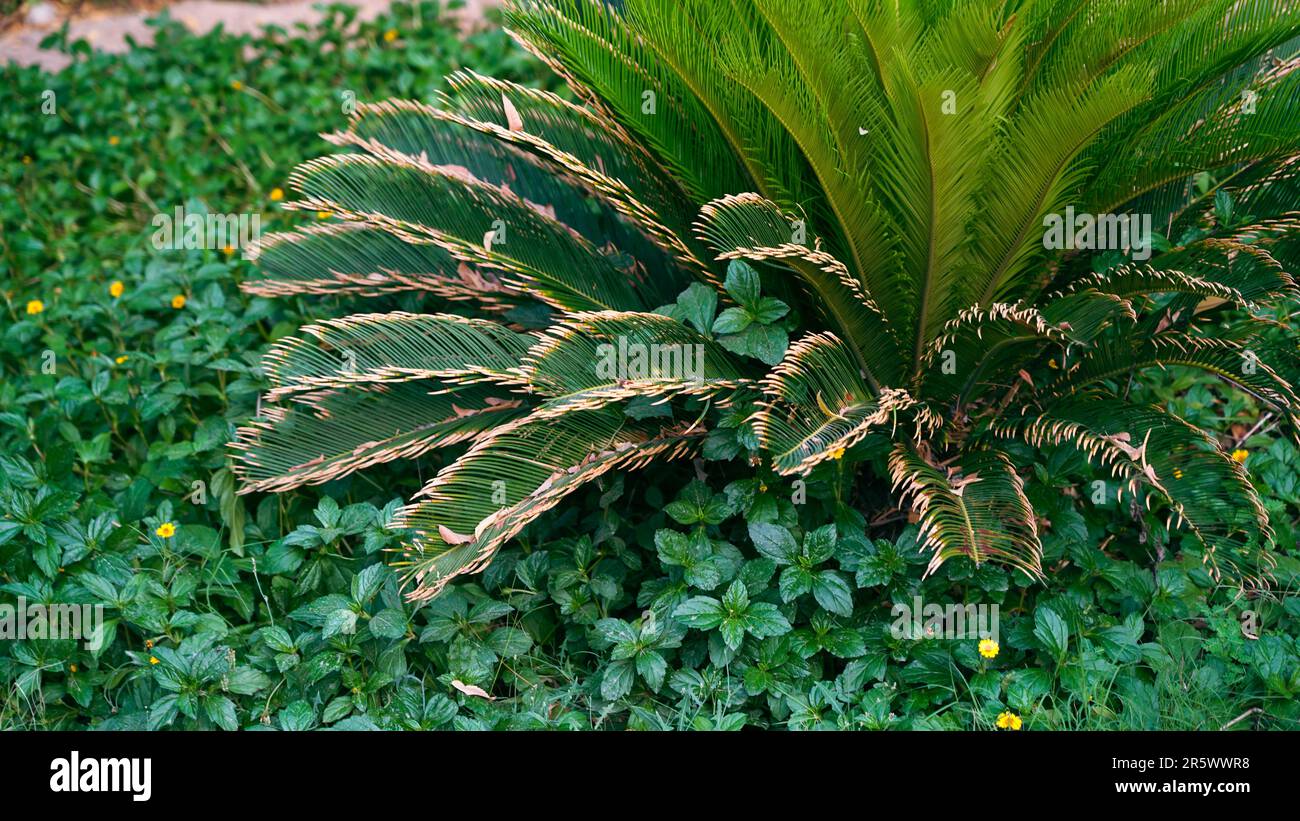 A lush tropical palm tree against a vibrant background of lush foliage ...