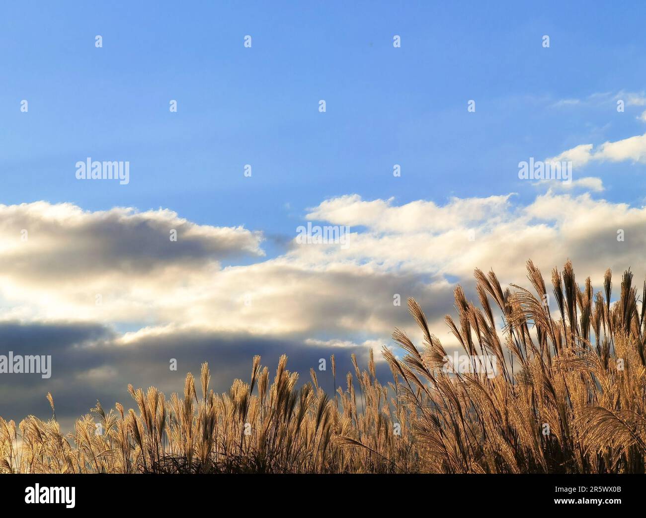 A scenic view of tall grass and lush shrubs in the foreground ...